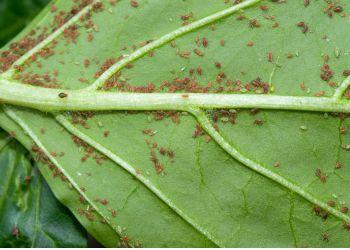 Greenhouse Pest Control - Made Easy